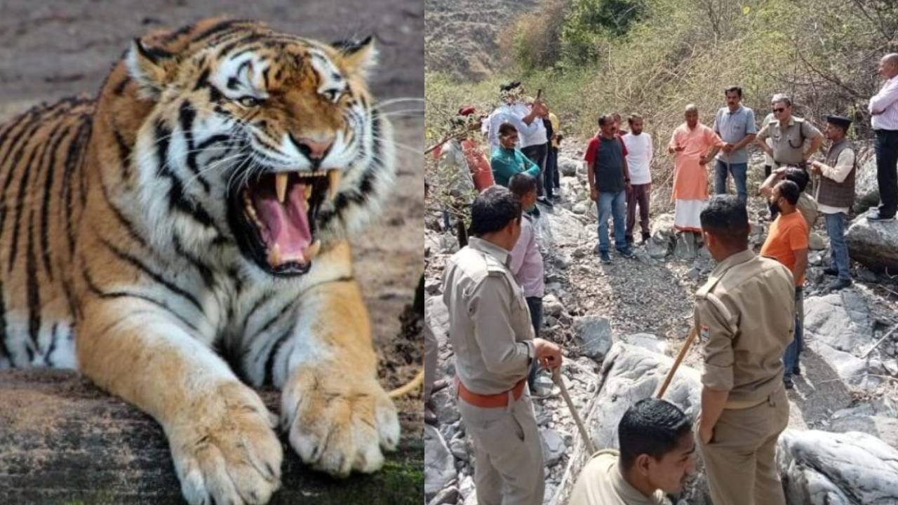 पौड़ी में नहीं थम रहा बाघ का आतंक,रिटायर्ड शिक्षक को बनाया शिकार, 4 दिन ...